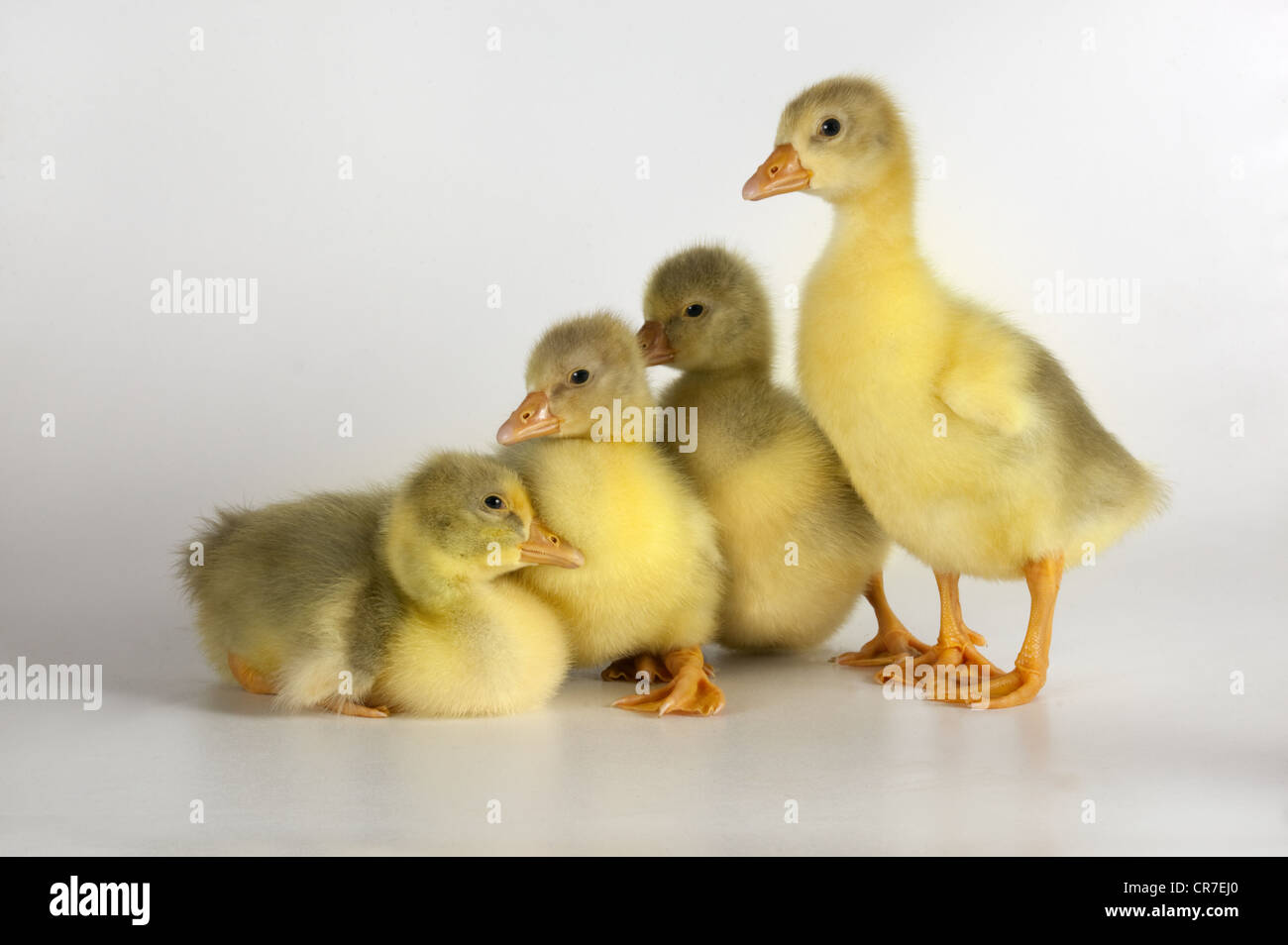 Baby ducks line hi-res stock photography and images - Alamy