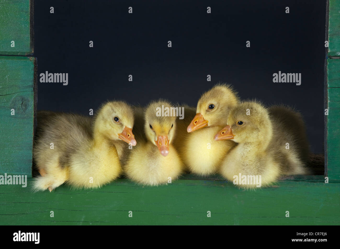 Emden Geese Gosling's at four days old Stock Photo - Alamy