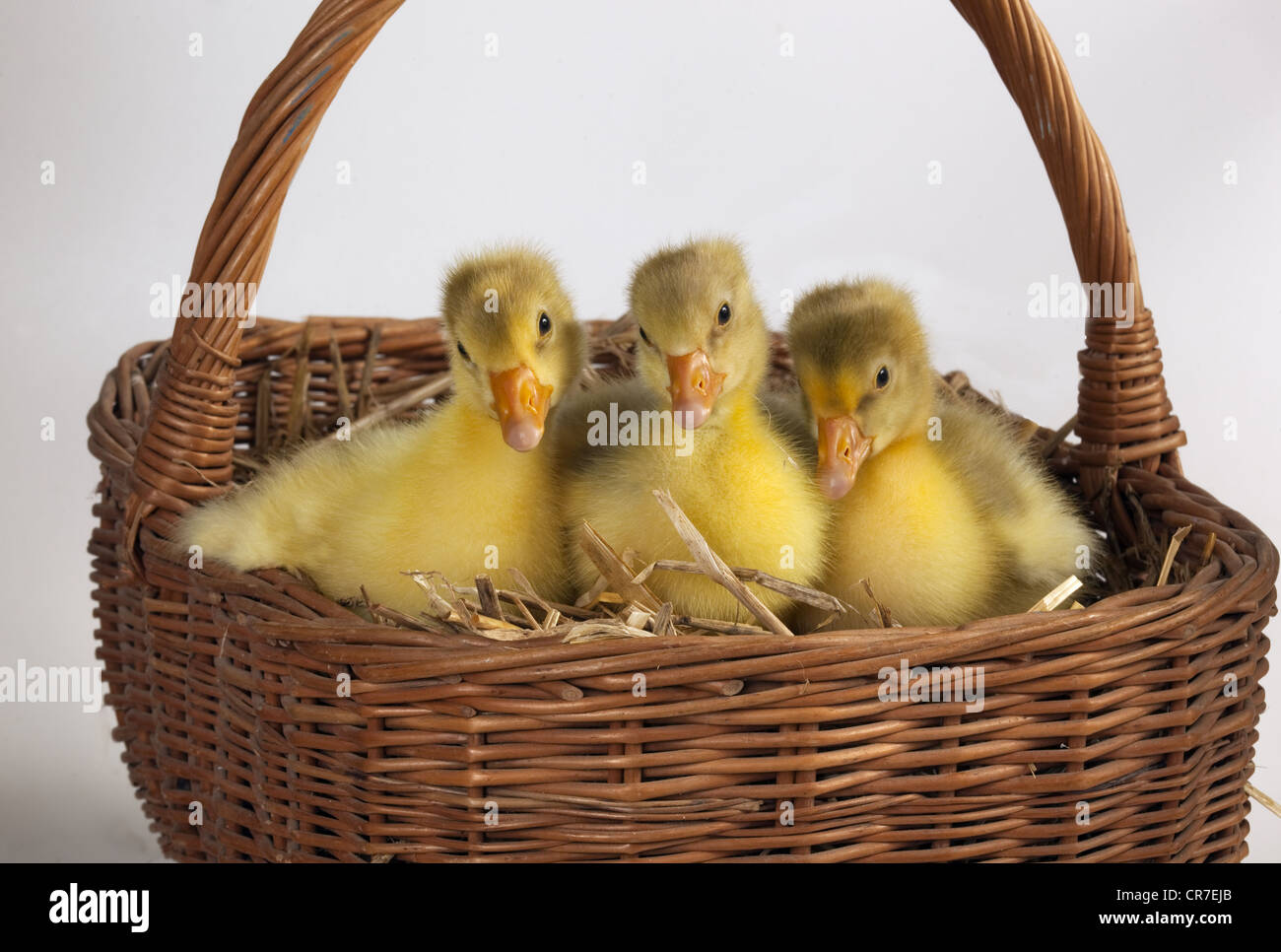 Emden Geese Gosling's at four days old Stock Photo - Alamy