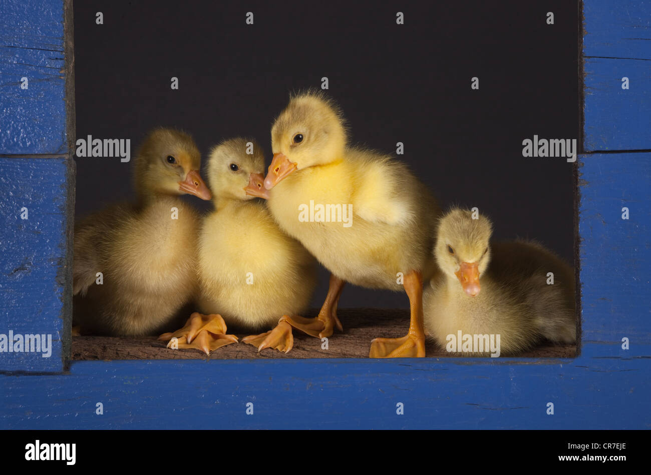 Emden Geese Gosling's at four days old Stock Photo - Alamy