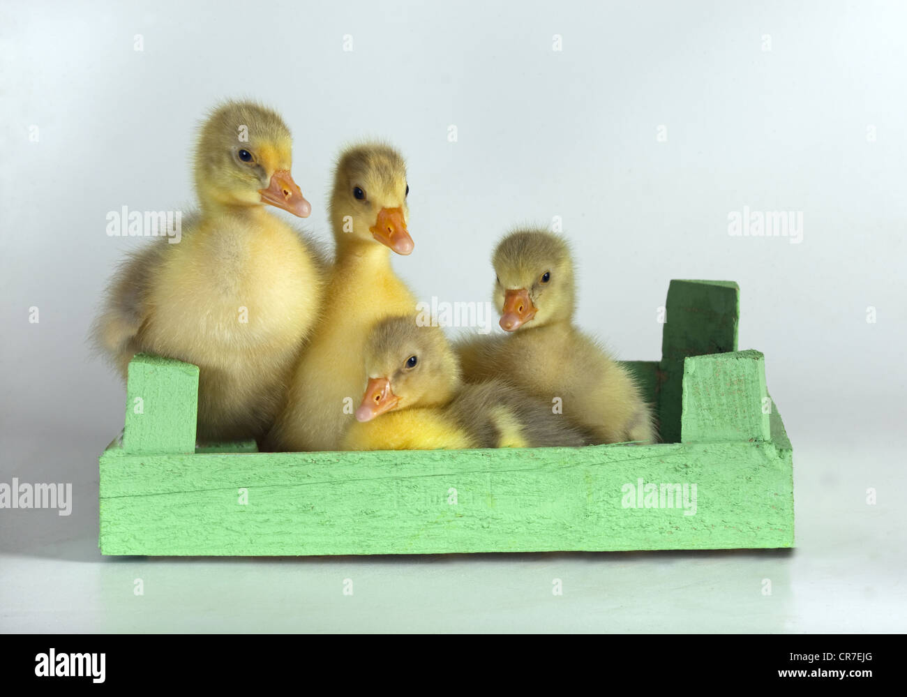 The four days hi-res stock photography and images - Alamy