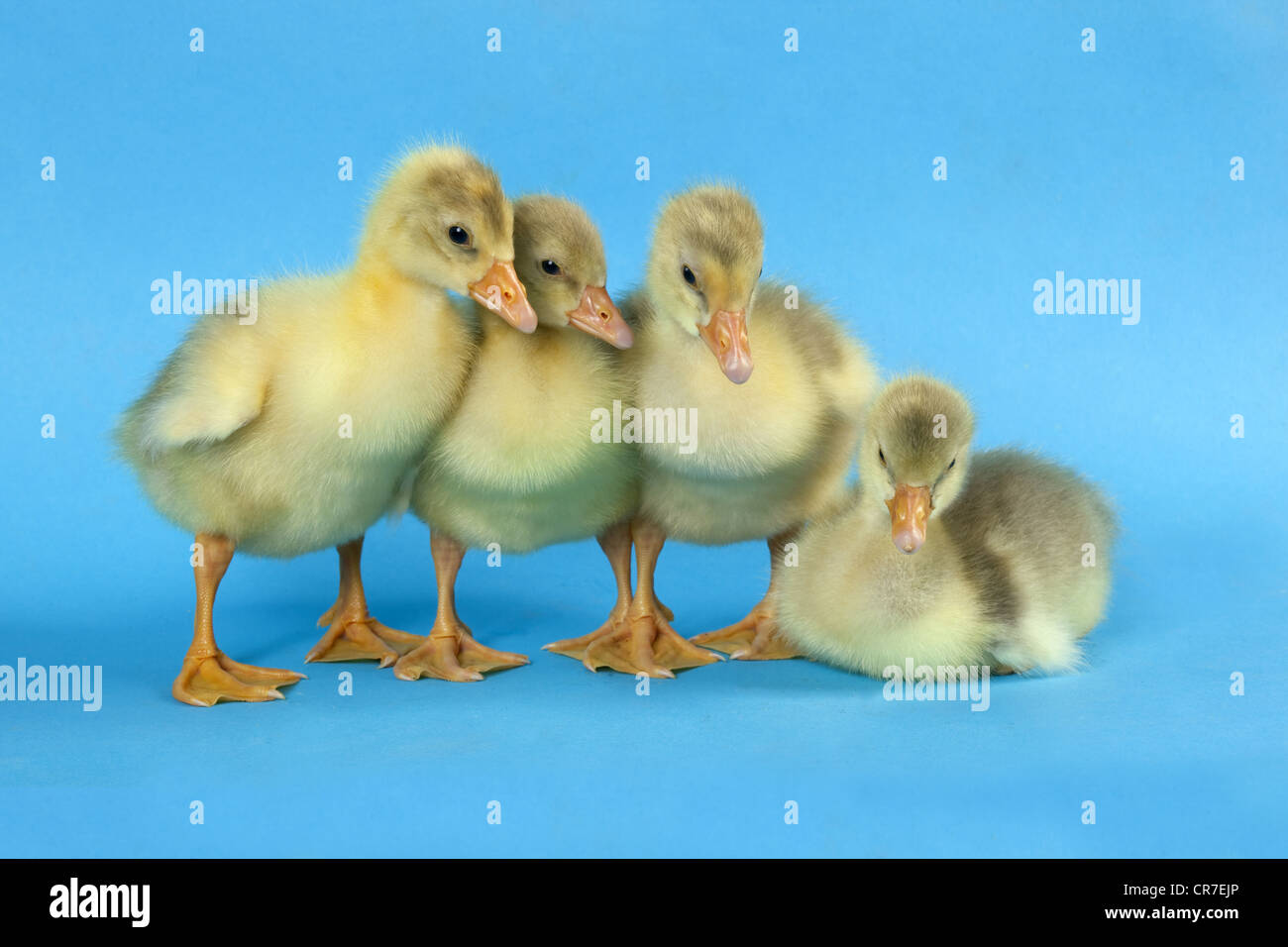 Emden Geese Gosling's at four days old on blue background Stock Photo ...
