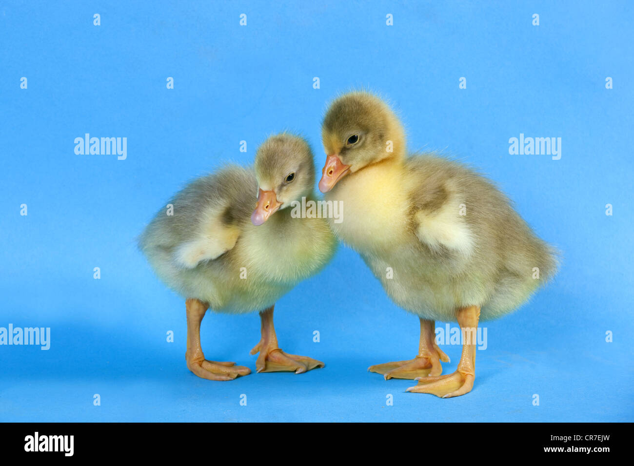 Emden Geese Gosling's at four days old on blue background Stock Photo ...