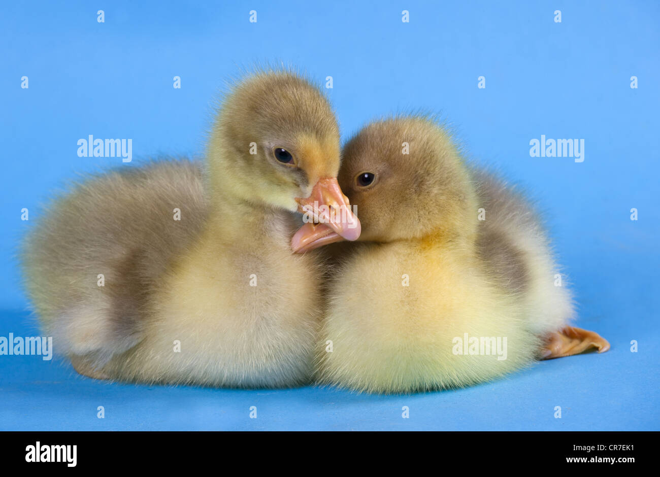 Emden Geese Gosling's at four days old on blue background Stock Photo ...