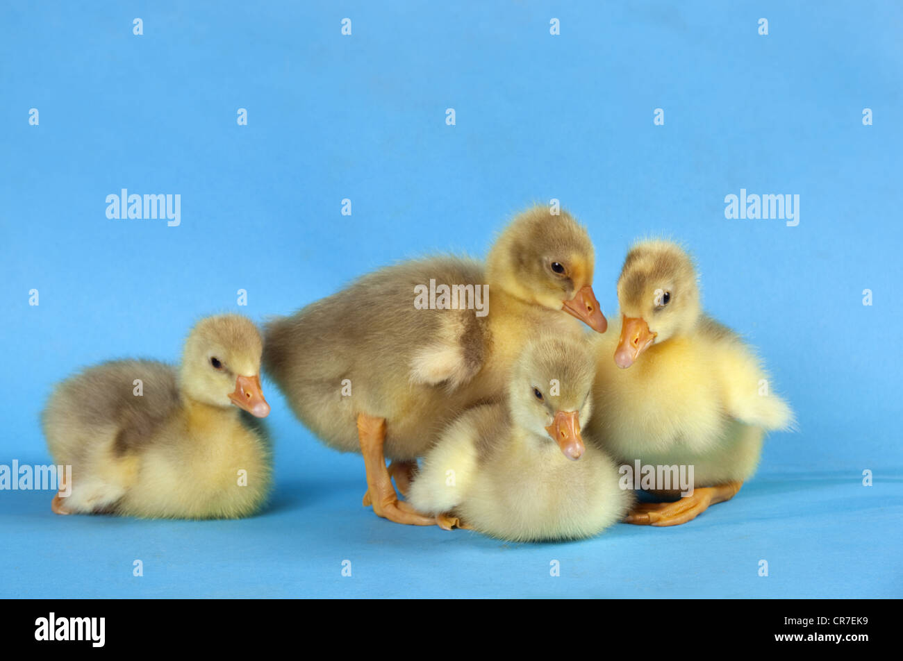 Emden Geese Gosling's at four days old on blue background Stock Photo ...