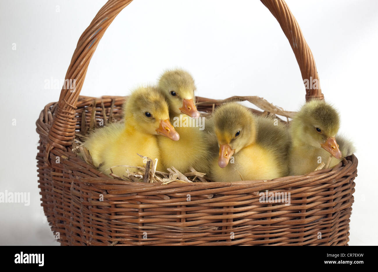 Emden Geese Gosling's at four days old Stock Photo - Alamy