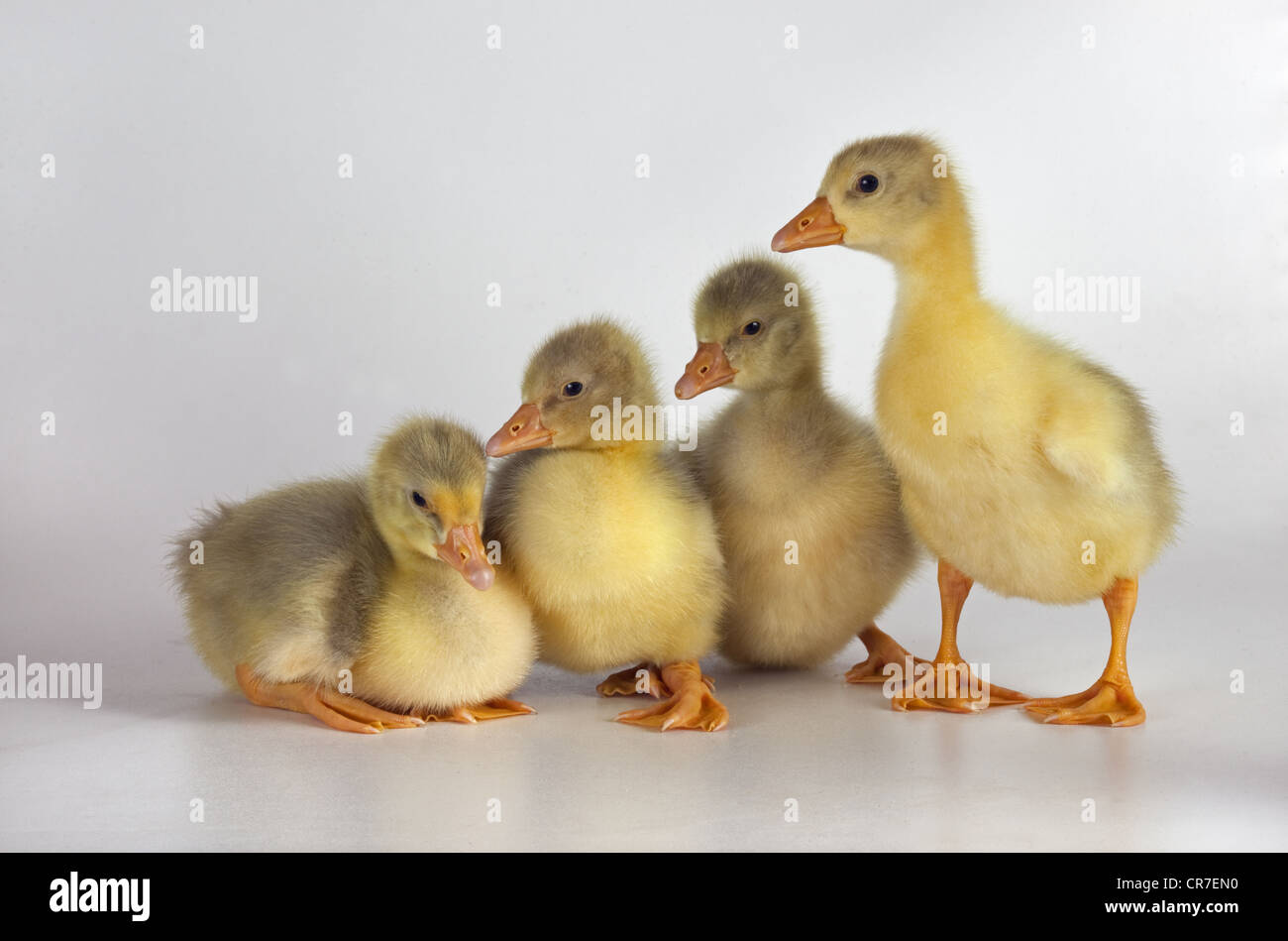 Emden Geese Gosling's at four days old Stock Photo - Alamy