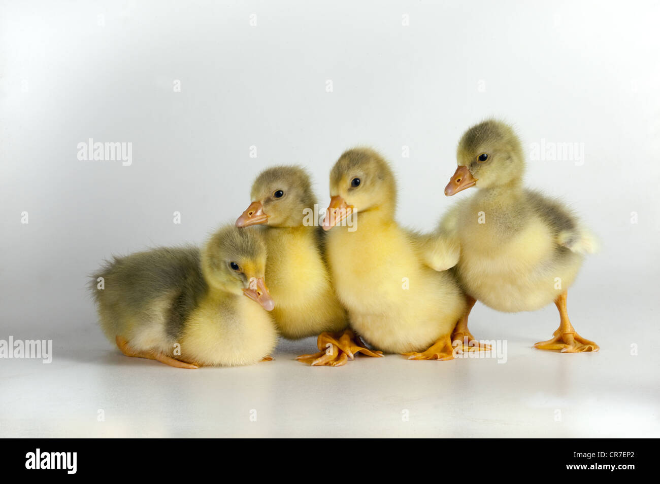Emden Geese Gosling's at four days old Stock Photo - Alamy