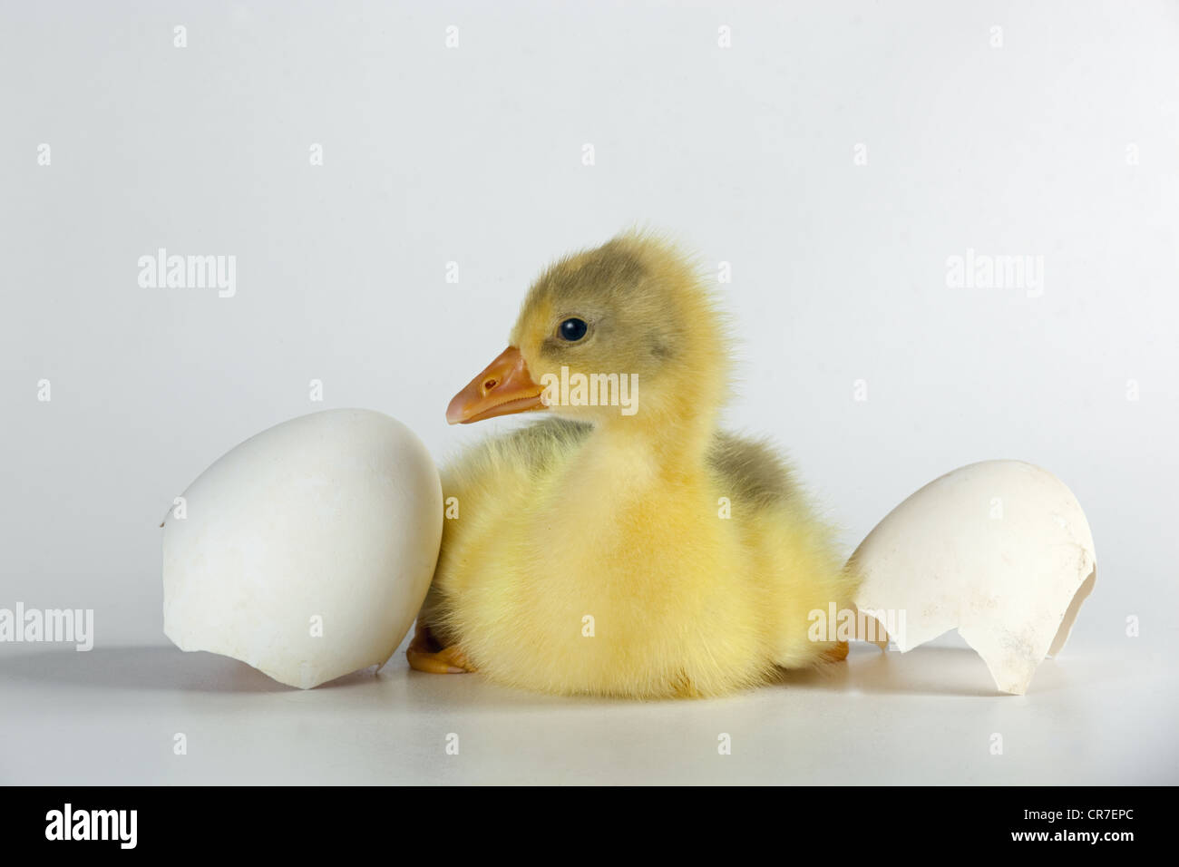 Emden geese hi-res stock photography and images - Alamy
