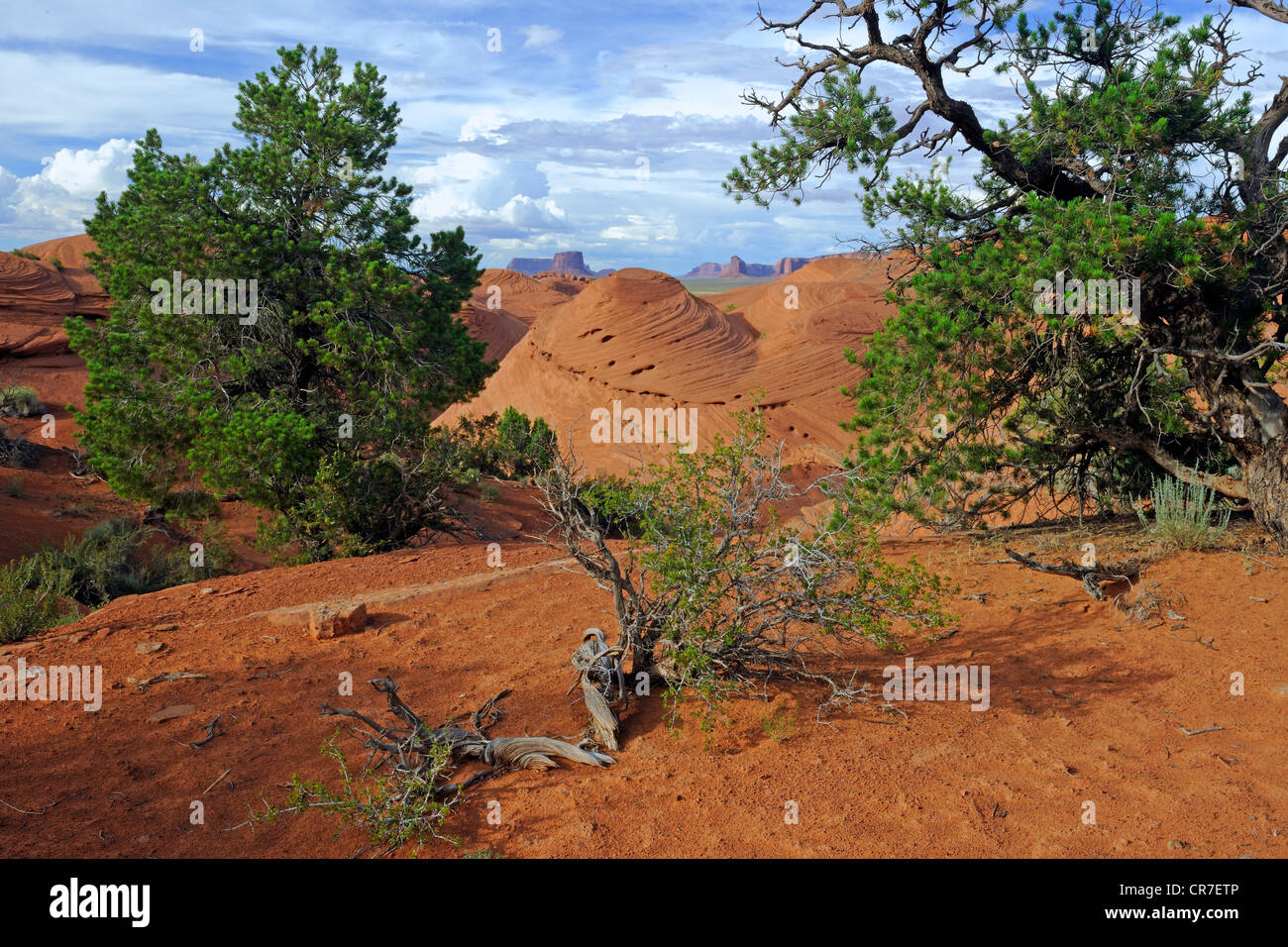 Typical landscape of red sandstone in Mystery Valley, Arizona, USA ...