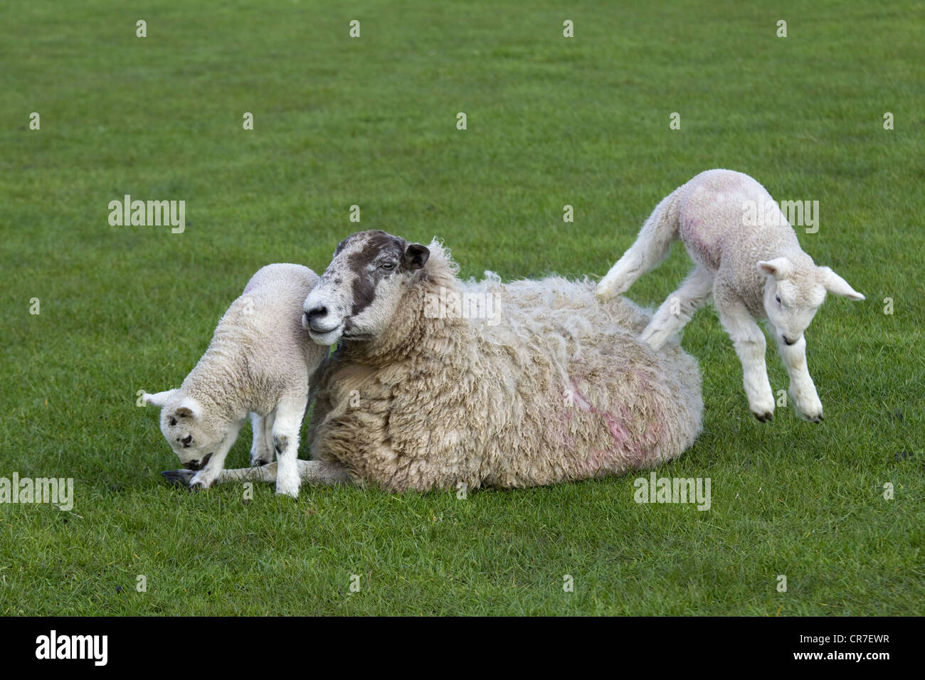 Breeding ewe hi-res stock photography and images - Alamy