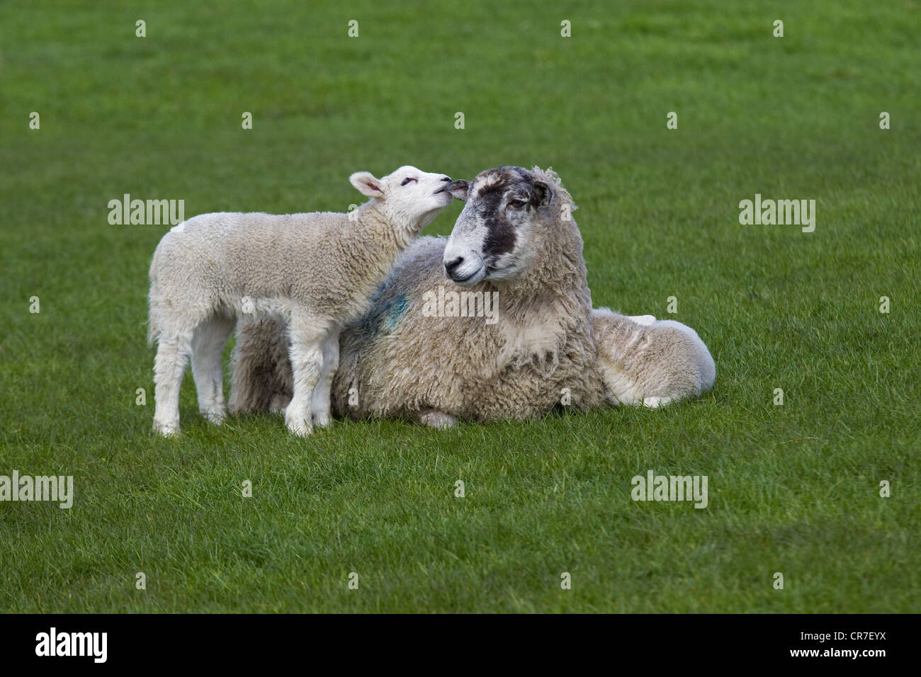 Lambs jumping on resting ewe in spring Stock Photo - Alamy