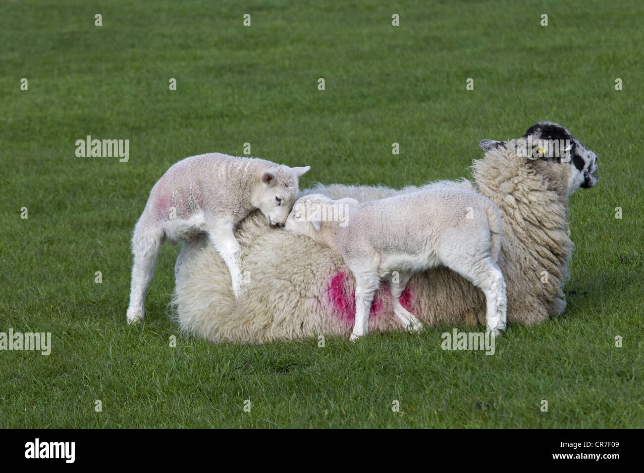 Lambs jumping on resting ewe in spring Stock Photo - Alamy