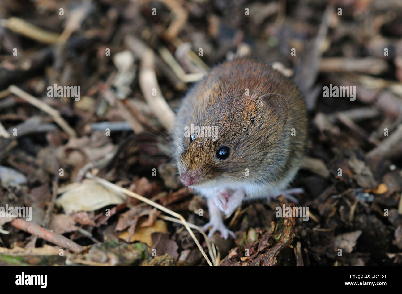 Ground rodent hi-res stock photography and images - Alamy