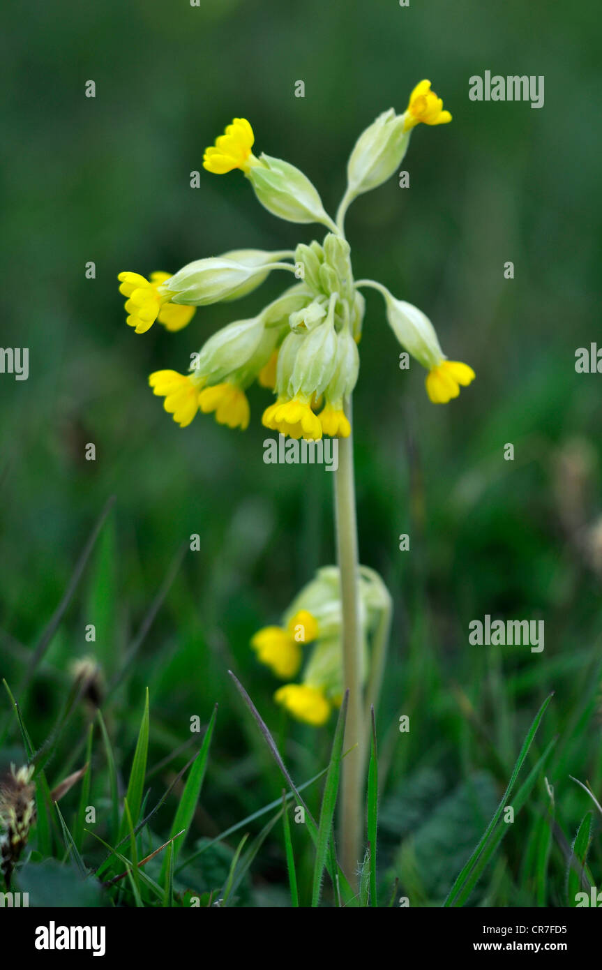 Cowslip portrait hi-res stock photography and images - Alamy