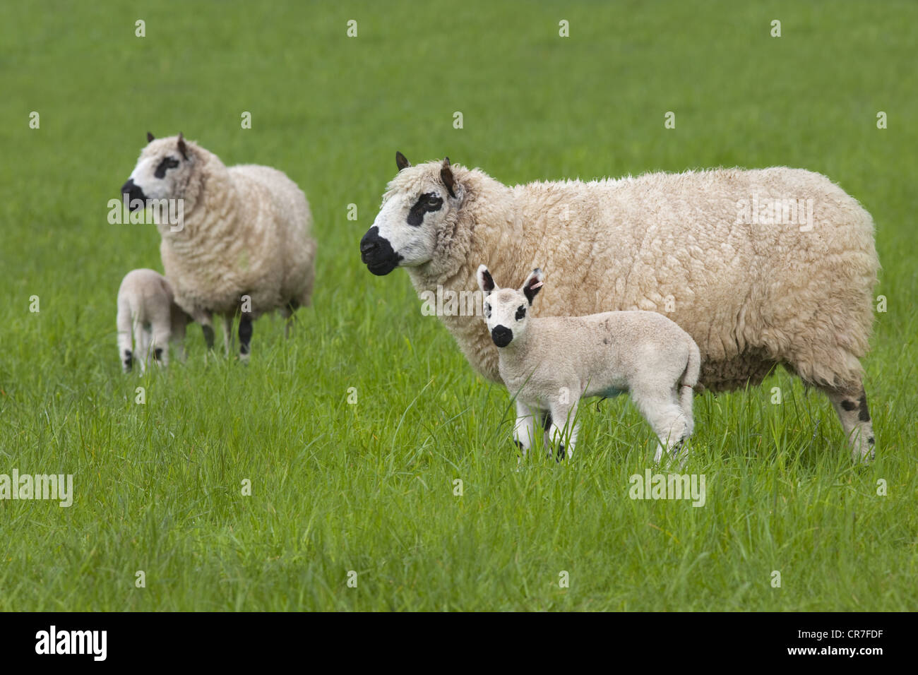 Kerry Hill Sheep flock showing ewes and lambs on Spring grass Stock ...