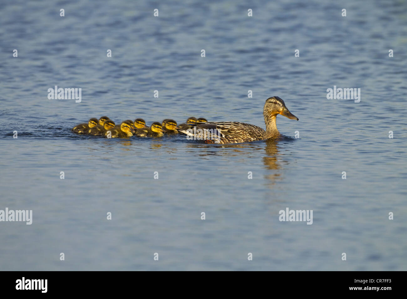 Mallard duck and her brood of ducklings hi-res stock photography and ...