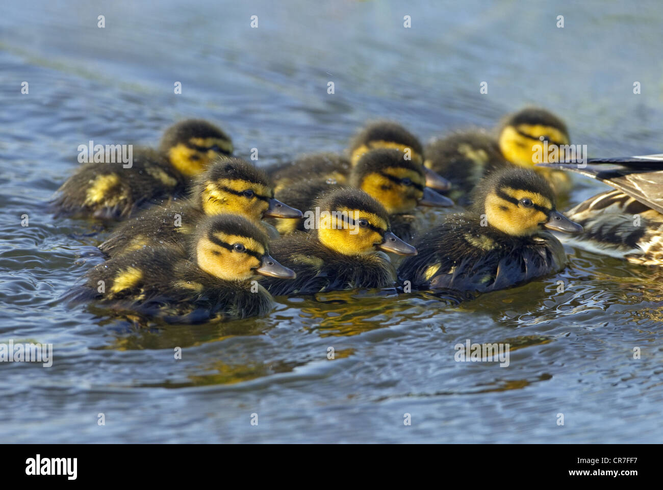 New bird hi-res stock photography and images - Alamy