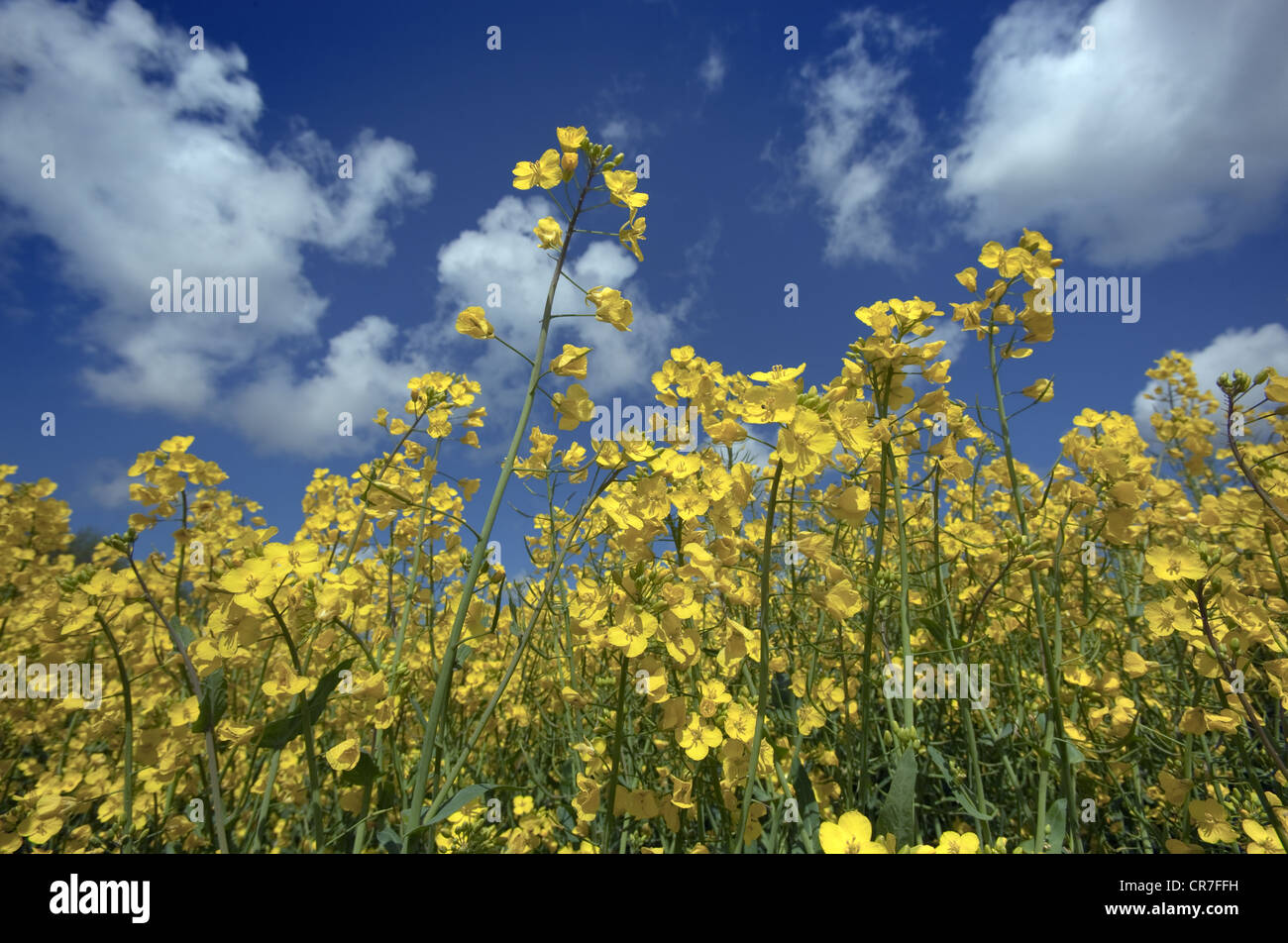 Oil-seed rape field at Sidestrand Norfolk Stock Photo - Alamy