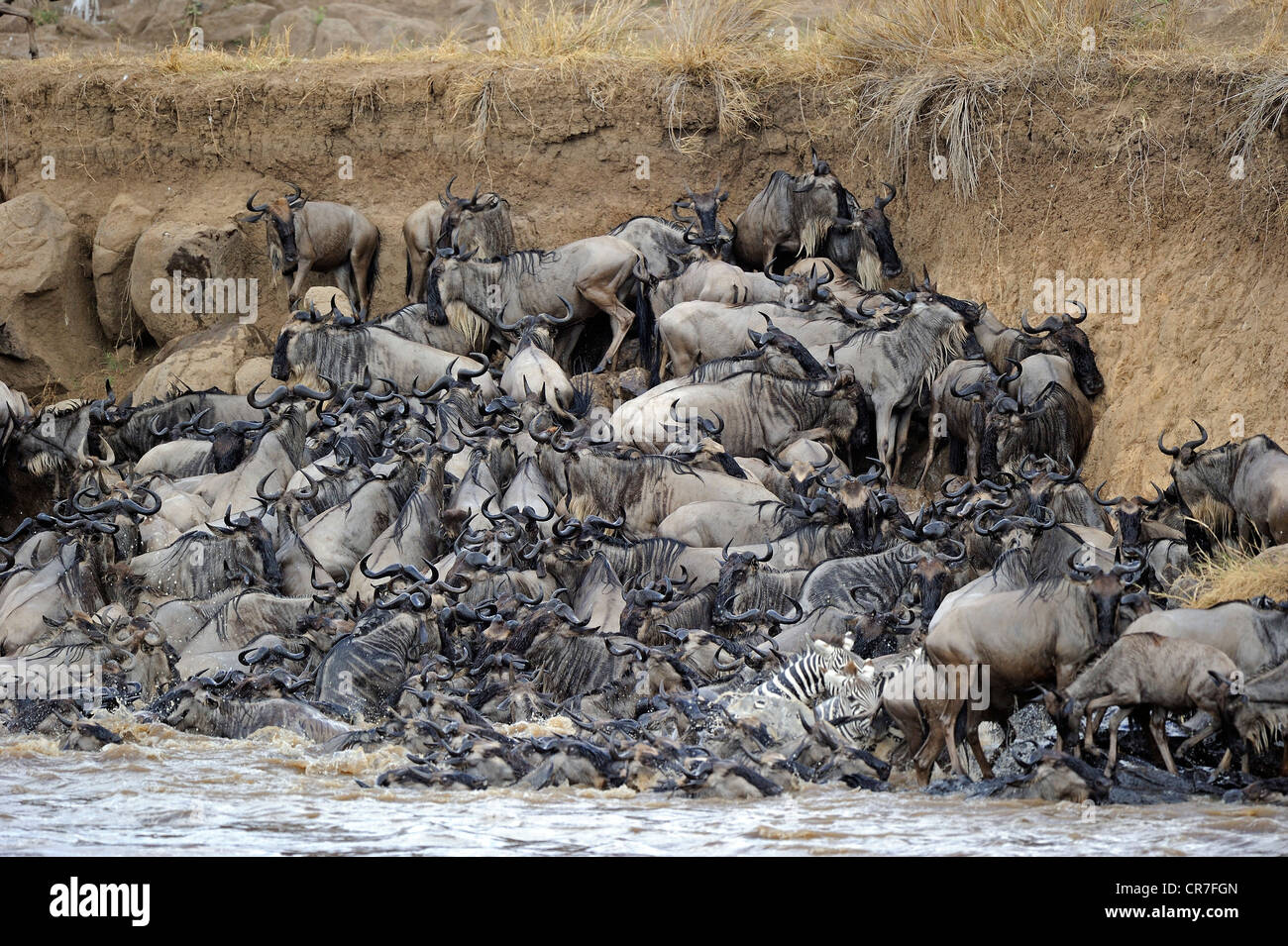 Wildebeest (Connochaetes taurinus) jostling at the shore of the Mara ...