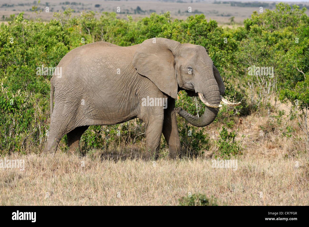 Adolescent male elephants hi-res stock photography and images - Alamy