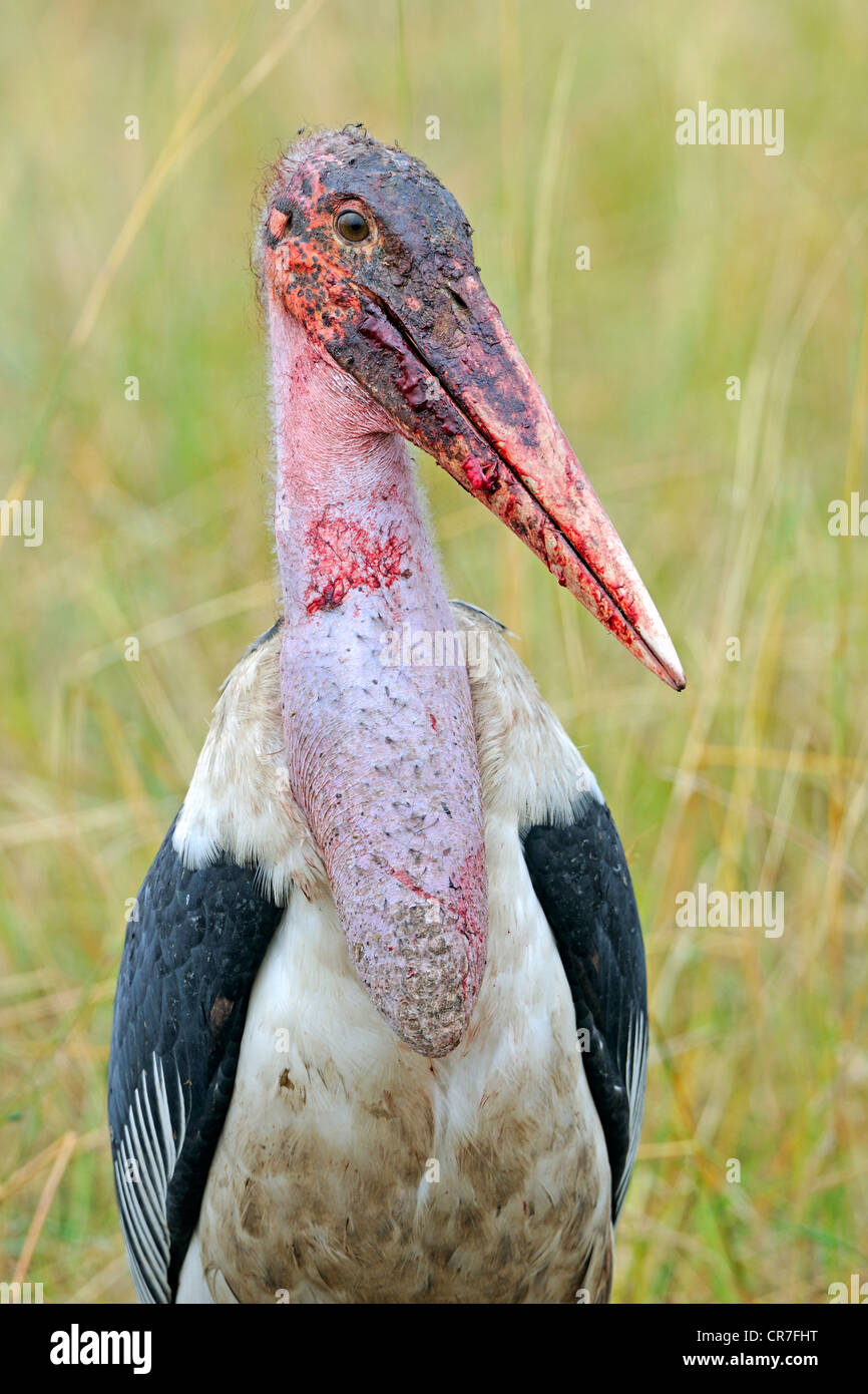 Marabou Stork Head High Resolution Stock Photography and Images - Alamy