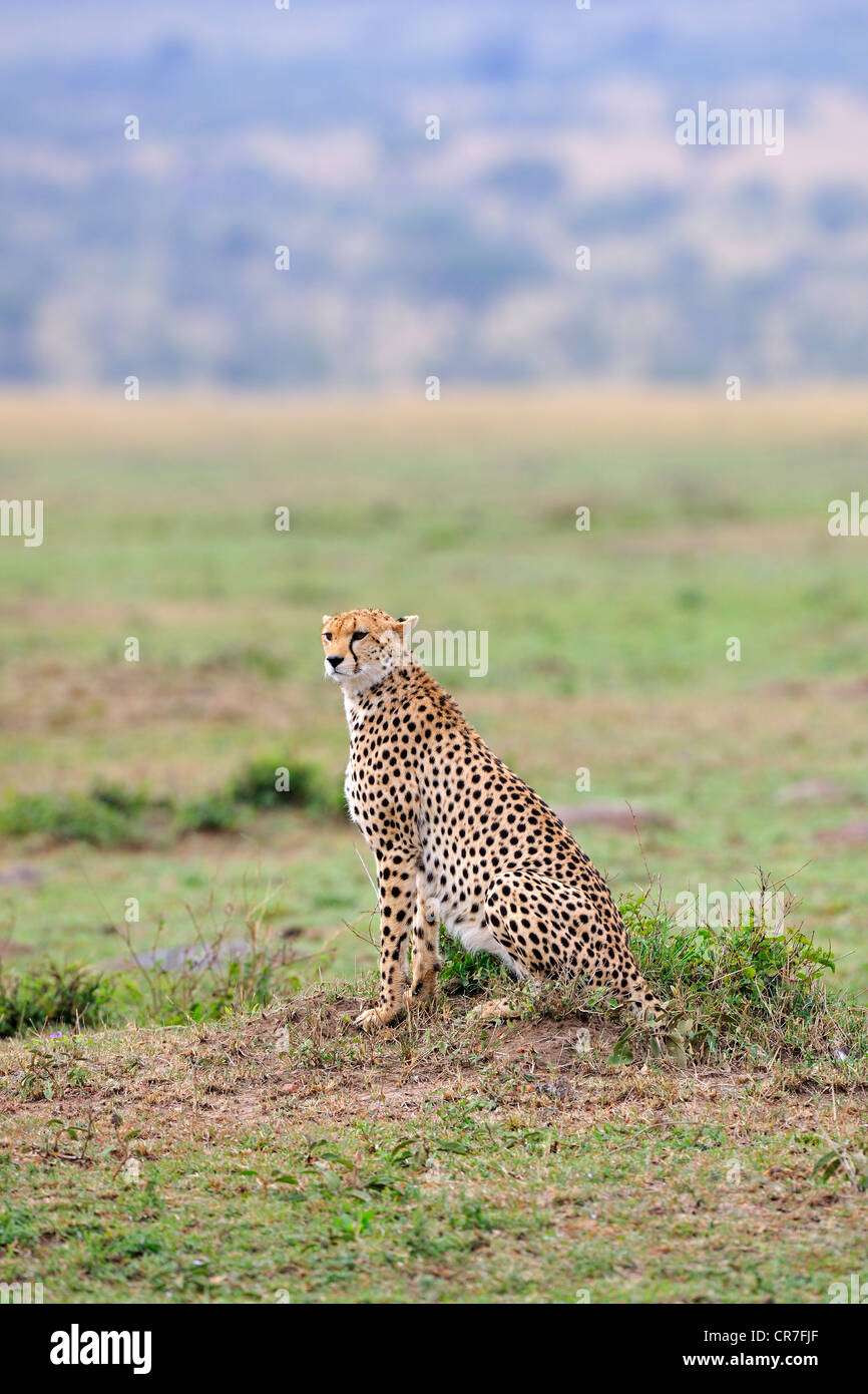 Cheetah landscape hi-res stock photography and images - Alamy