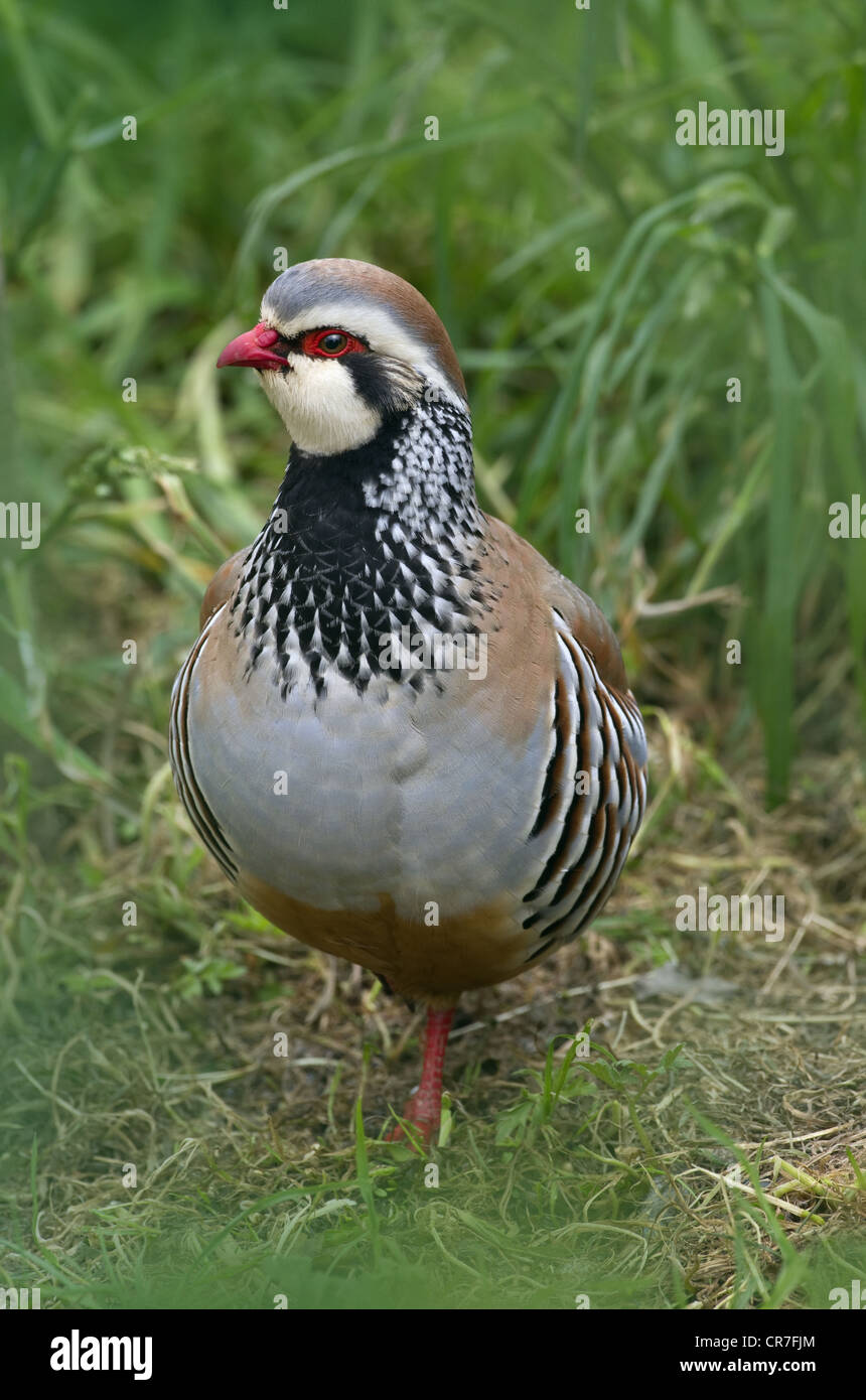 Red-legged Partridge Alectoris rufa feeding in meadow Stock Photo - Alamy