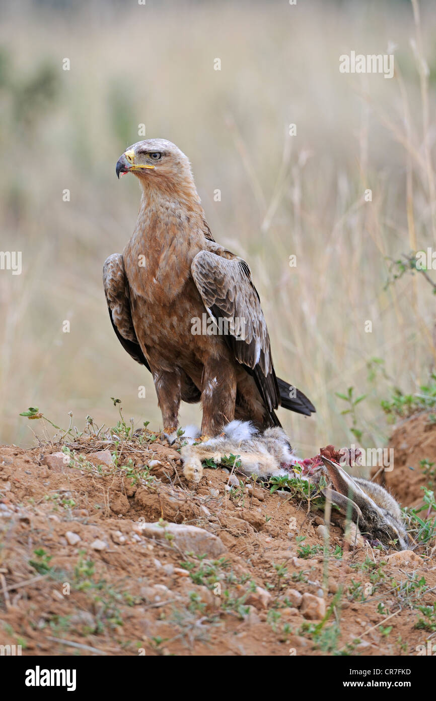 Tawny eagle (Aquila rapax), adult bird with kill, rabbit, Maasai Mara ...