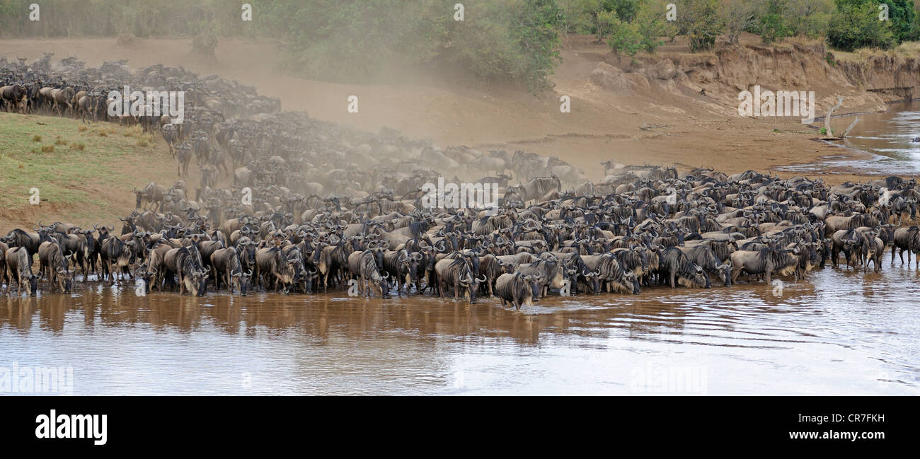 Gnu migration hi-res stock photography and images - Alamy
