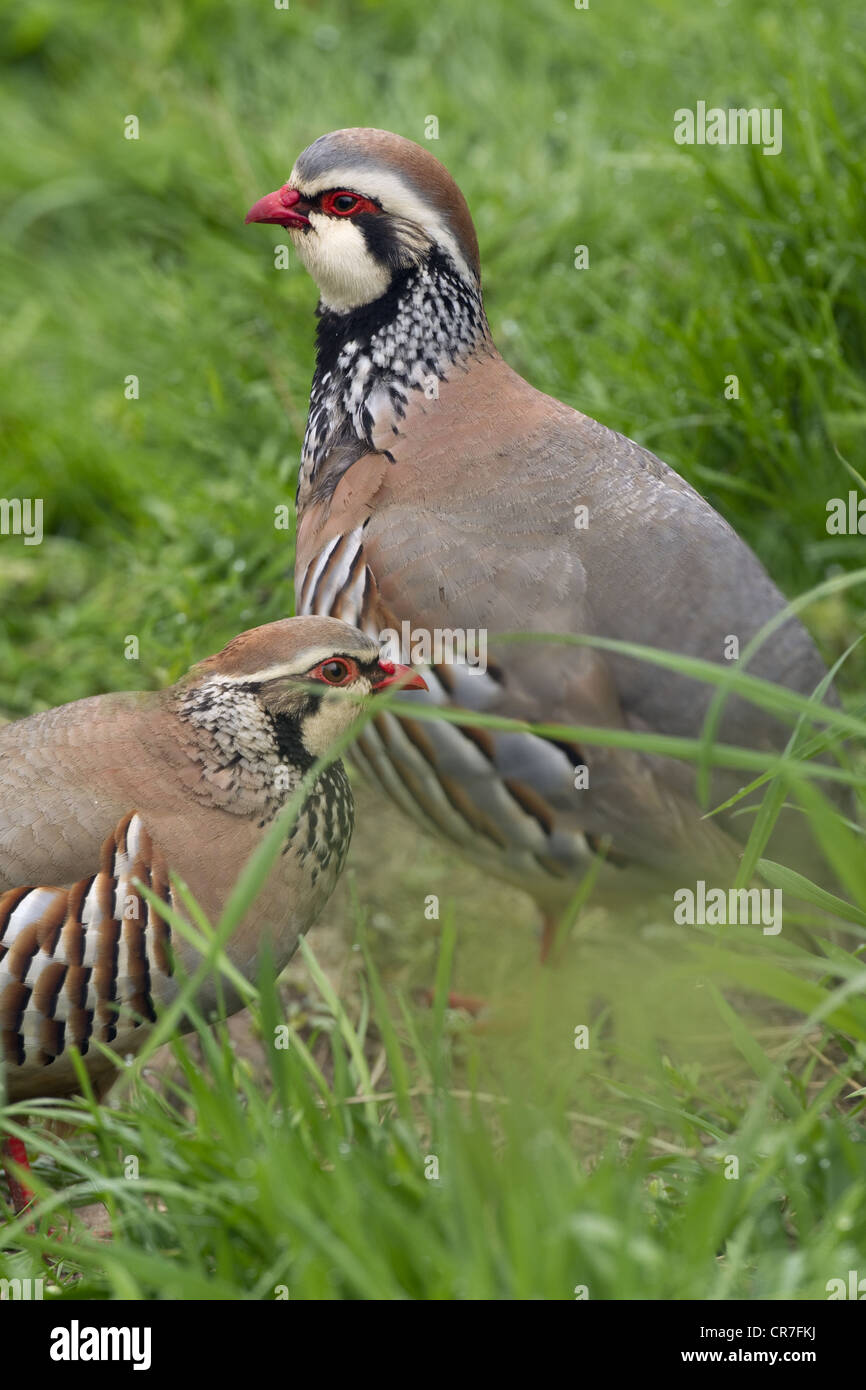 Pair mating grass hi-res stock photography and images - Alamy