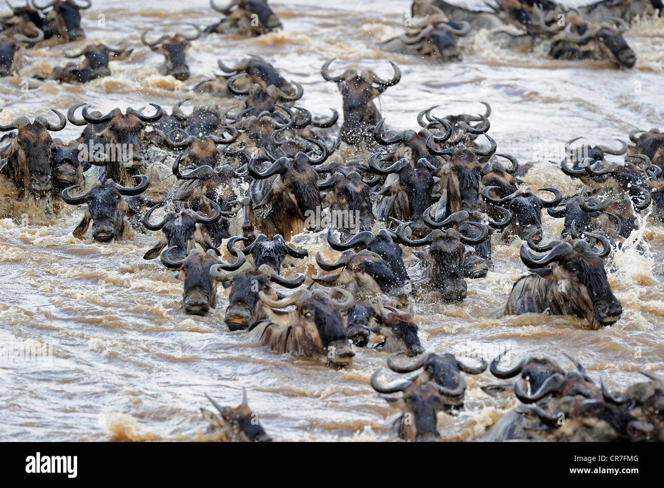 Wildebeest (Connochaetes taurinus), Gnu migration, wildebeest while ...