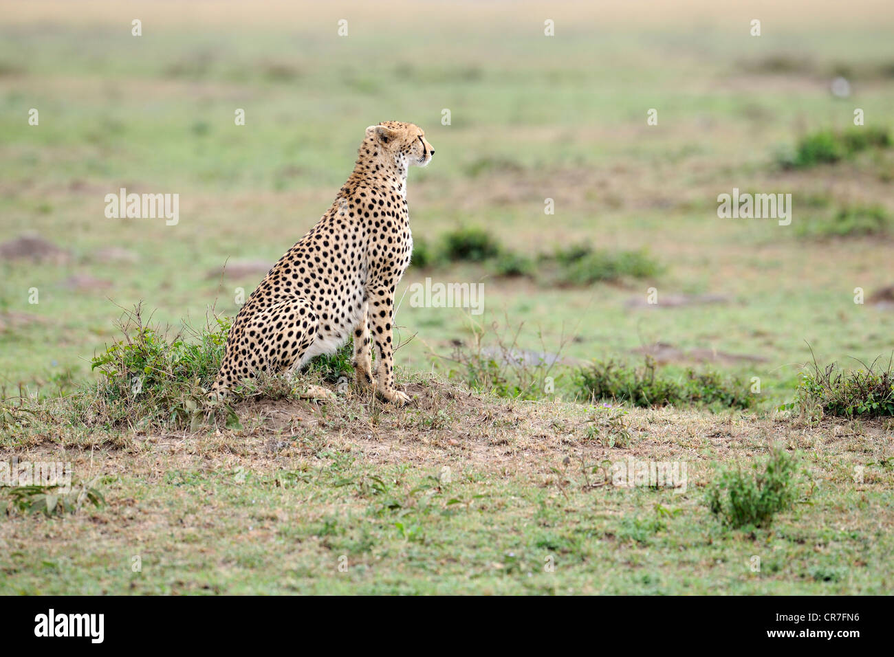 Cheetah landscape hi-res stock photography and images - Alamy