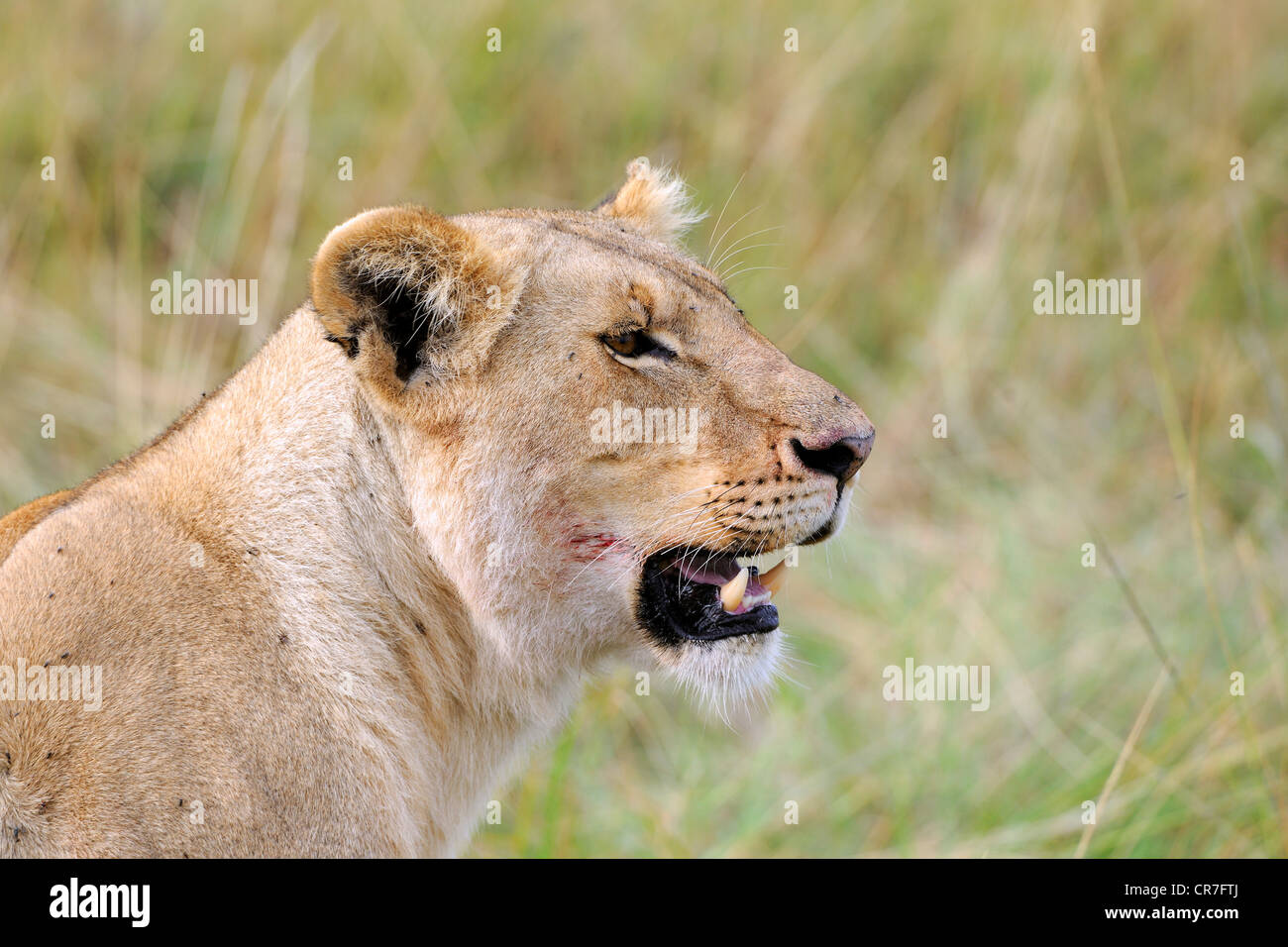 Lion (Panthera leo), lioness with blood on her jaws after feeding on ...