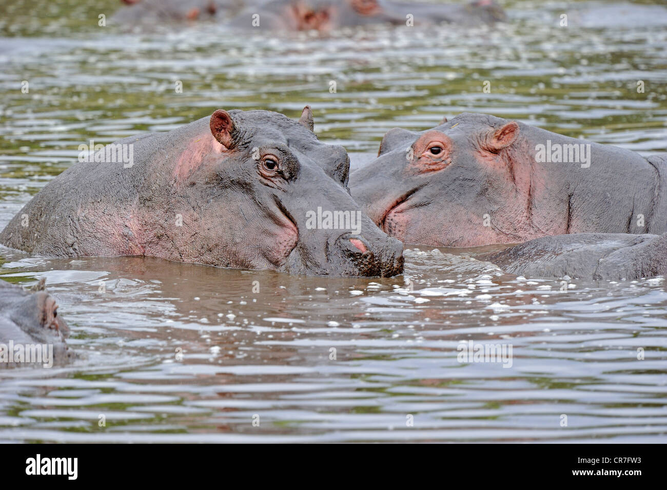 Hippopotamuses (Hippopotamus amphibius) in the water, Maasai Mara ...