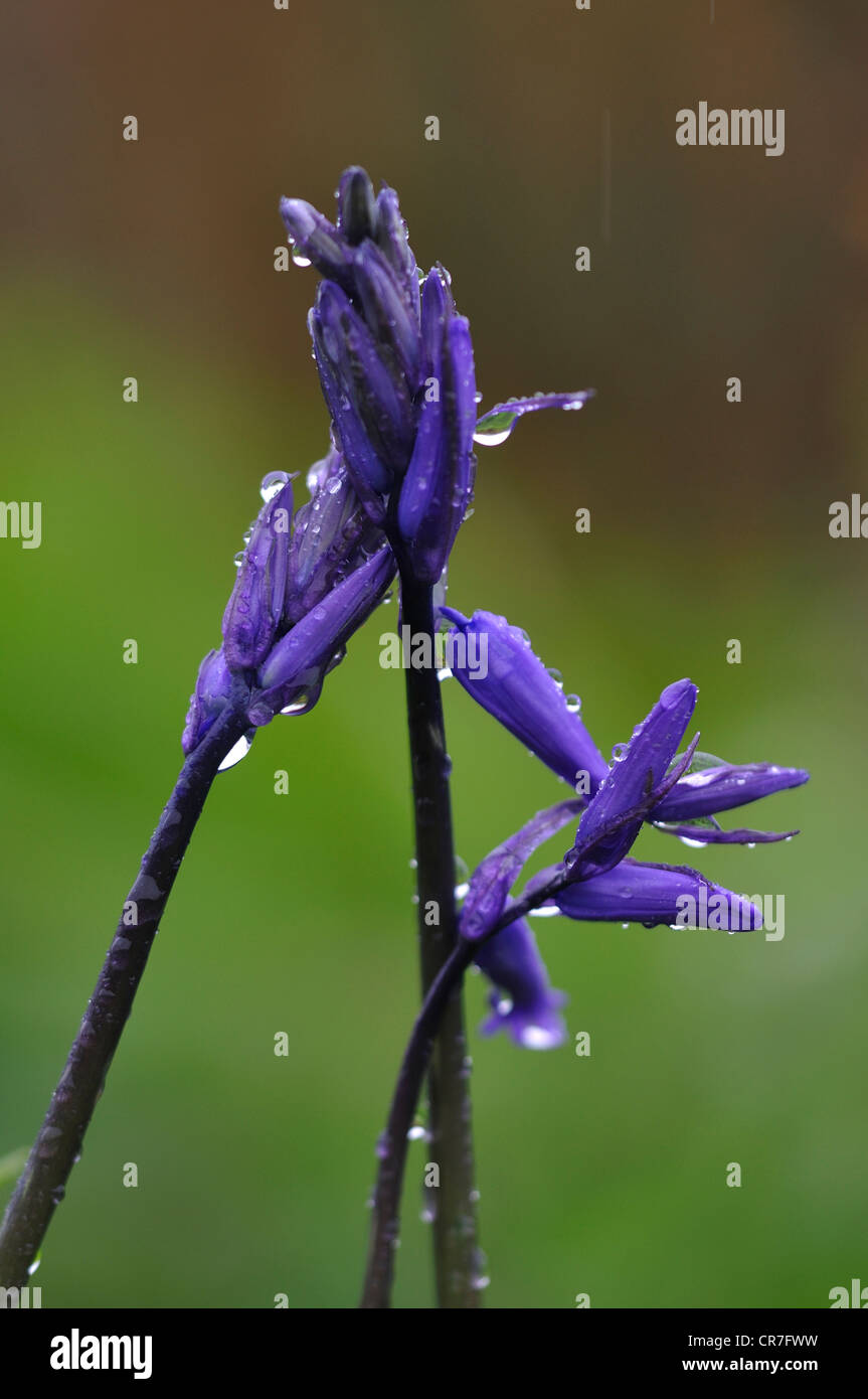 Woodland bulb hi-res stock photography and images - Alamy