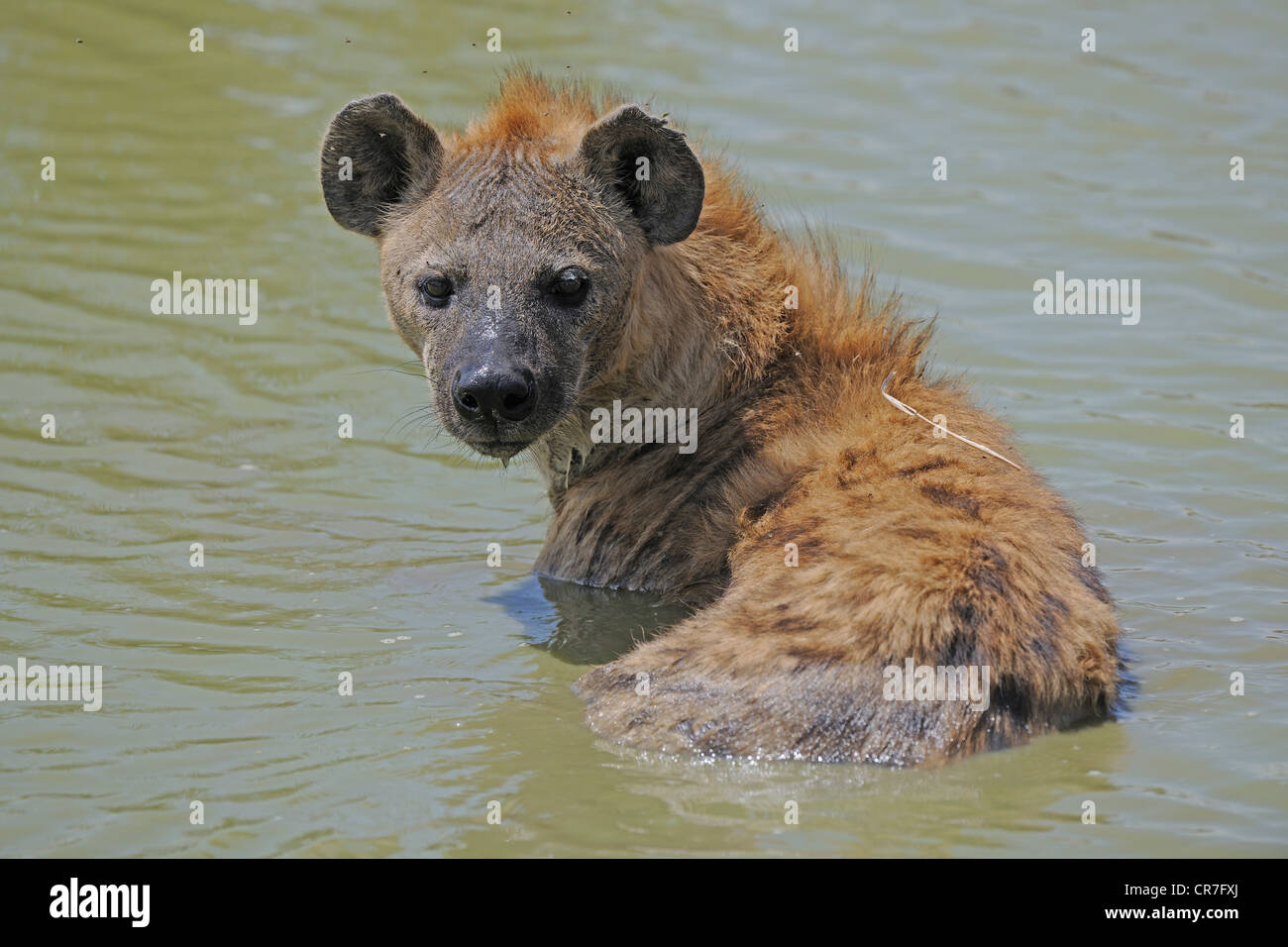 Hyenas in water hi-res stock photography and images - Alamy
