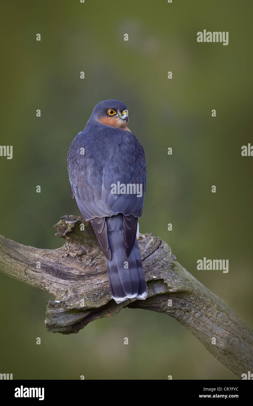 Male raptor hi-res stock photography and images - Alamy