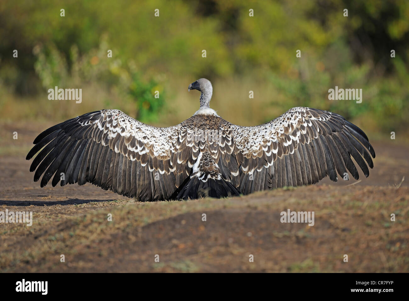 Rueppell's Vulture (Gyps rueppellii) spreading its wings in the early ...
