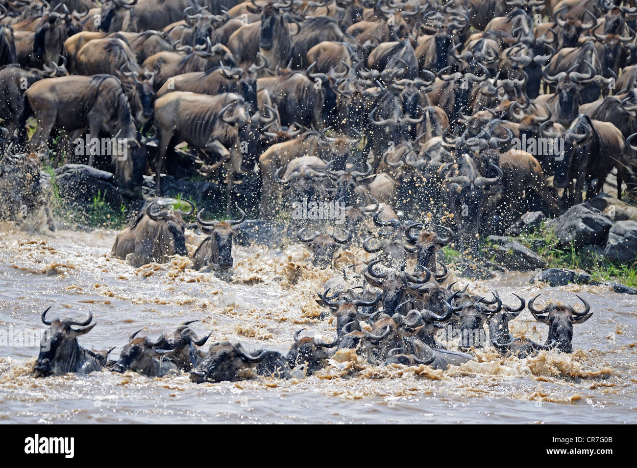 Great Migration, Blue Wildebeest (Connochaetes taurinus), gnus crossing ...