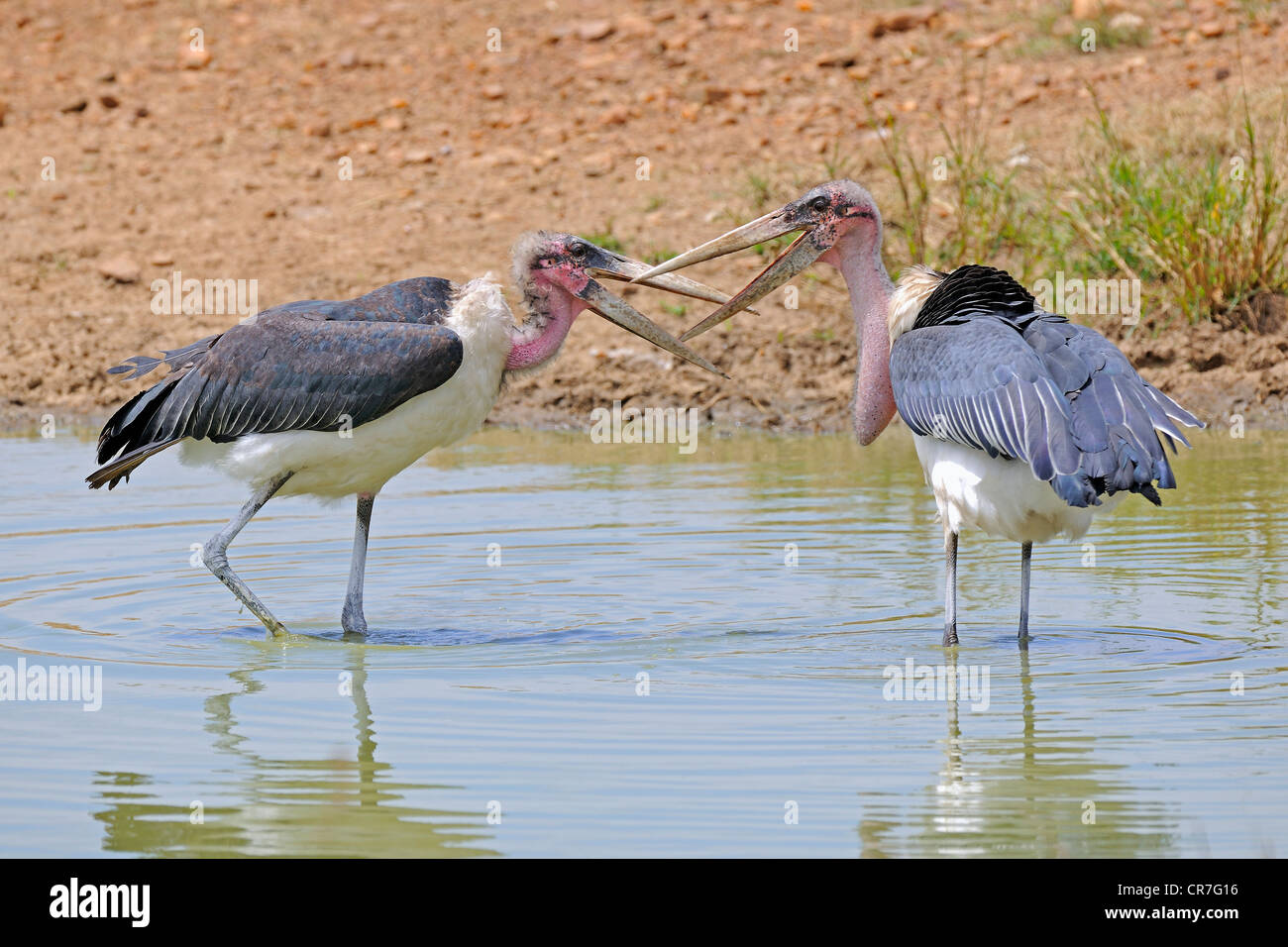 Marabou storks kenya hi-res stock photography and images - Alamy