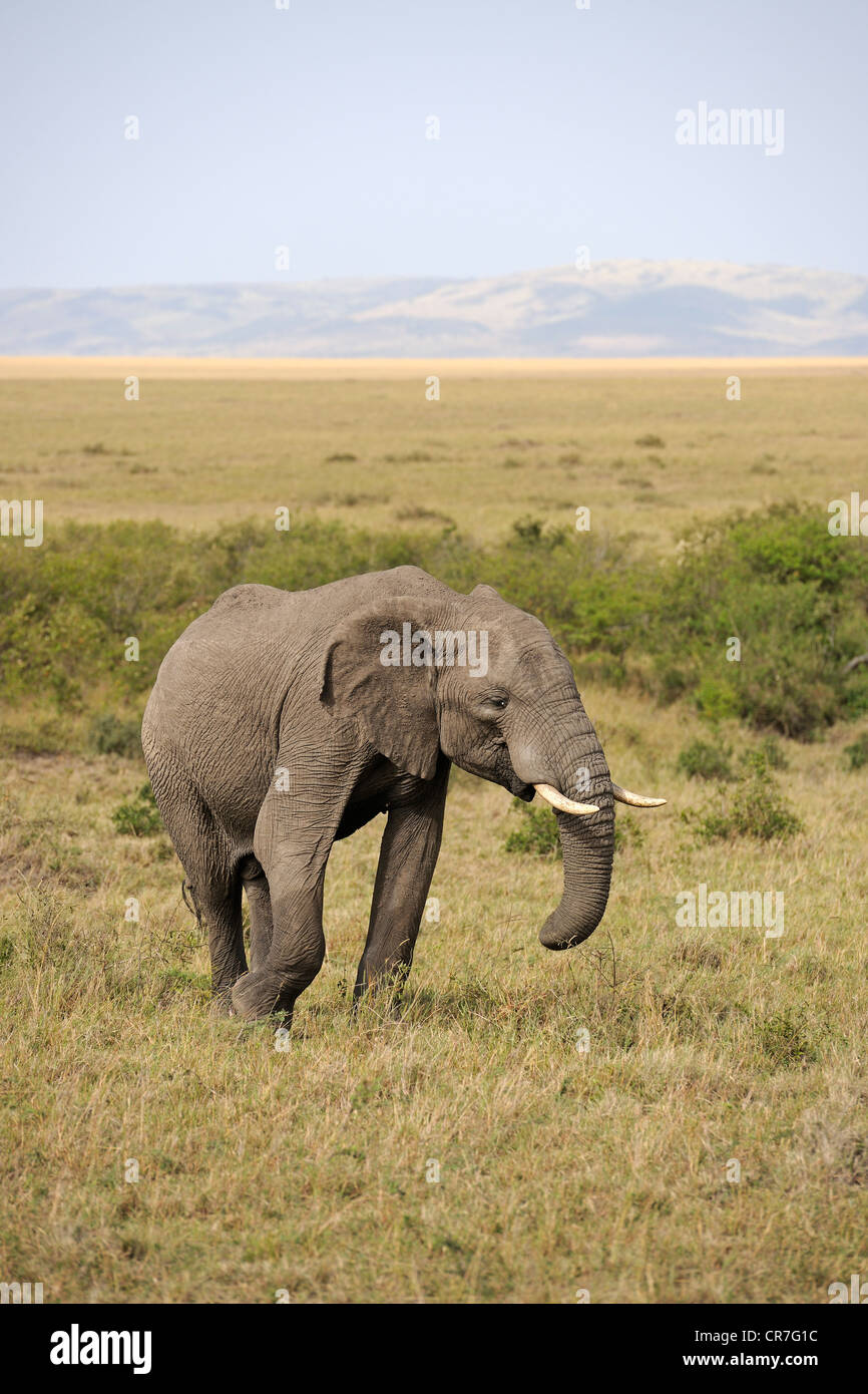 Adolescent elephants hi-res stock photography and images - Alamy