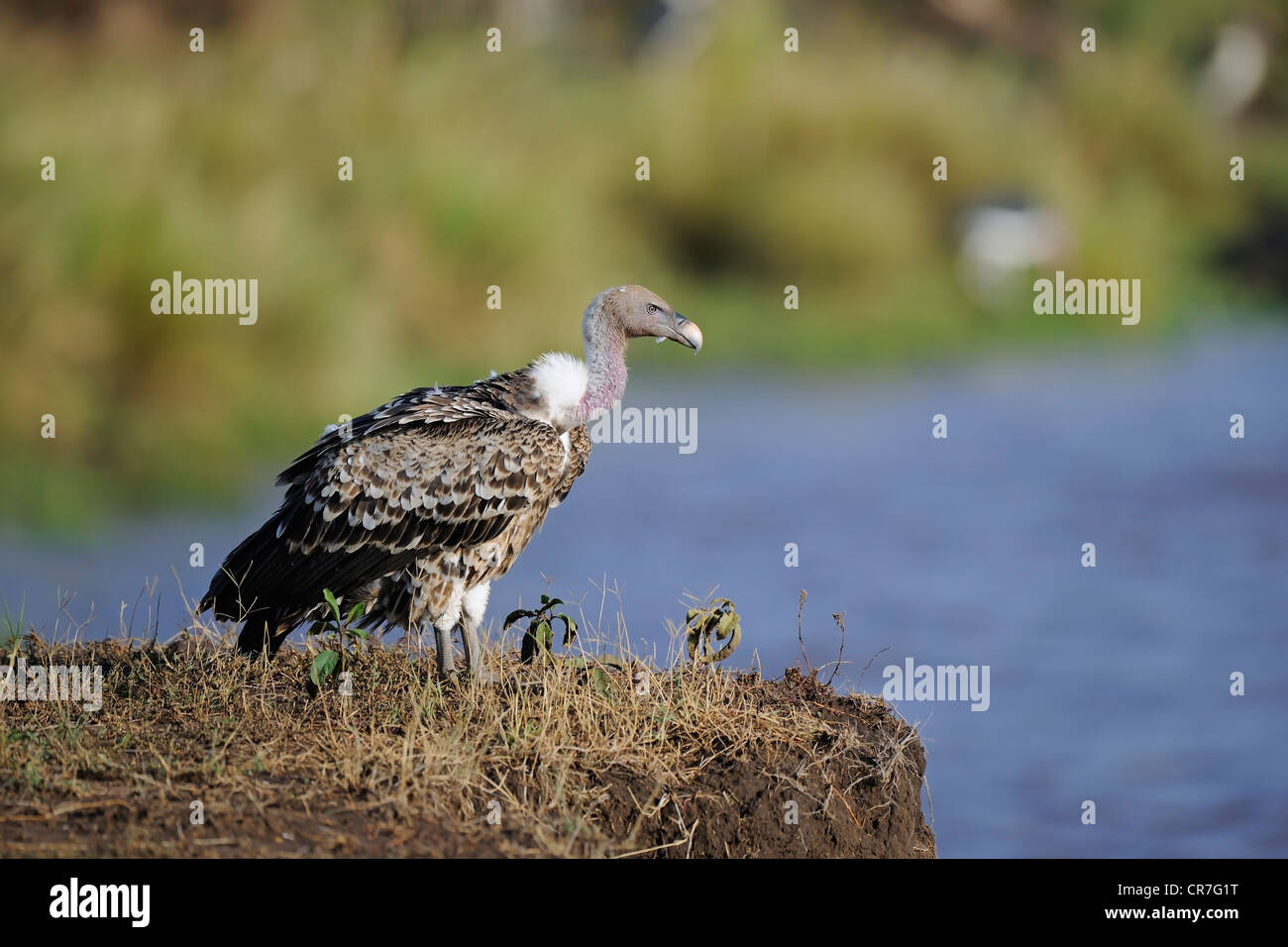 Rueppell's Vulture (Gyps rueppellii), Masai Mara, Kenya, Africa Stock ...