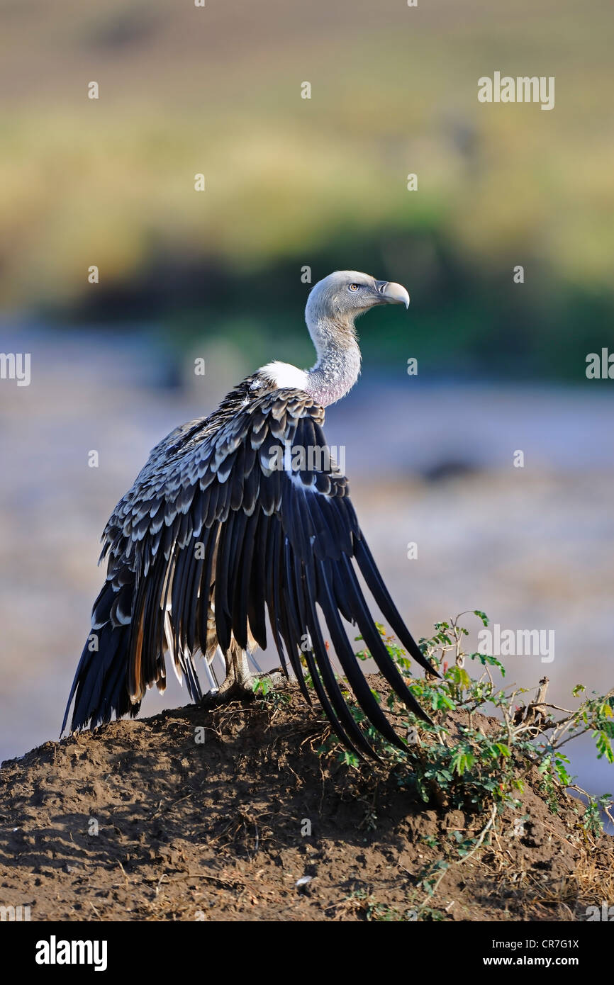 Rueppell's Vulture (Gyps rueppellii), Masai Mara, Kenya, Africa Stock ...