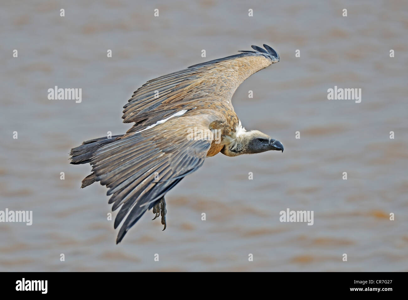 Rueppell's Vulture (Gyps rueppellii), adult bird in flight, gliding ...