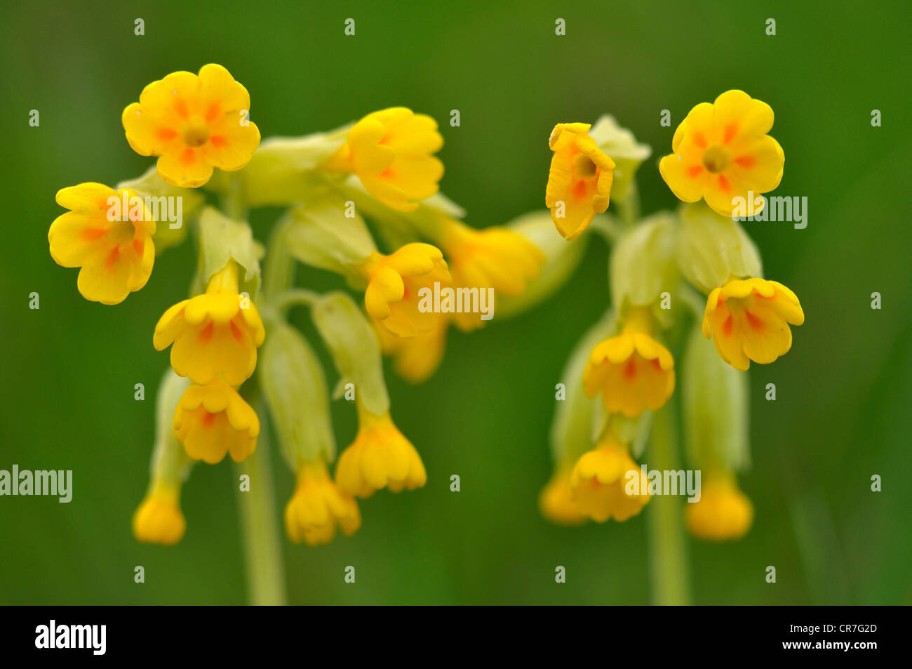 Two cowslip flower heads UK Stock Photo - Alamy