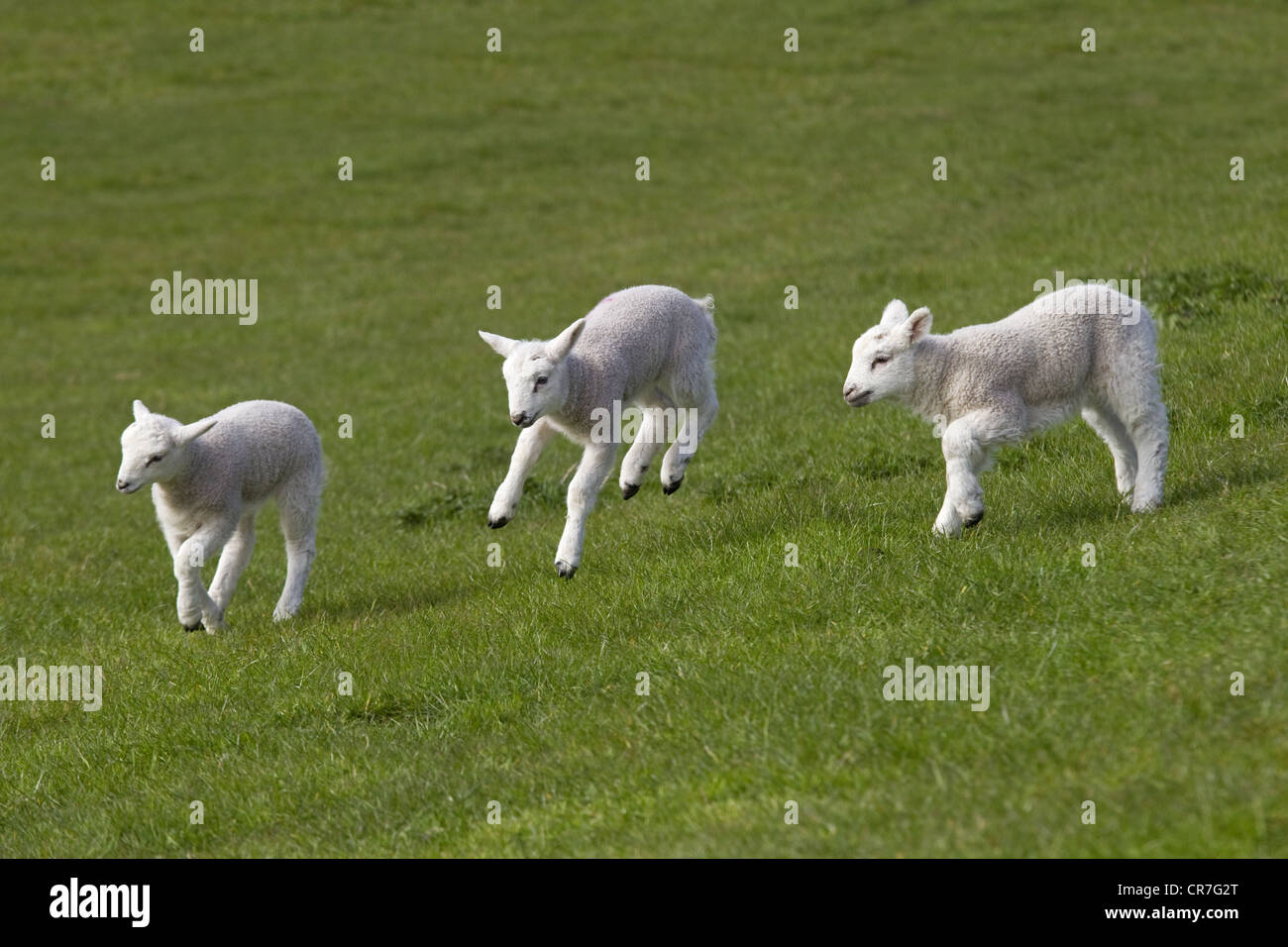 Birth of lamb hi-res stock photography and images - Alamy