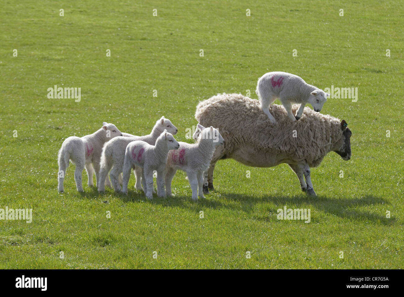 Spring lambs playing with ewe in meadow Stock Photo - Alamy