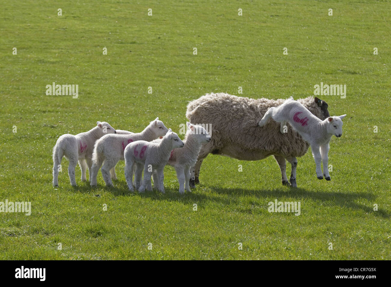 Livestock breeding hi-res stock photography and images - Alamy