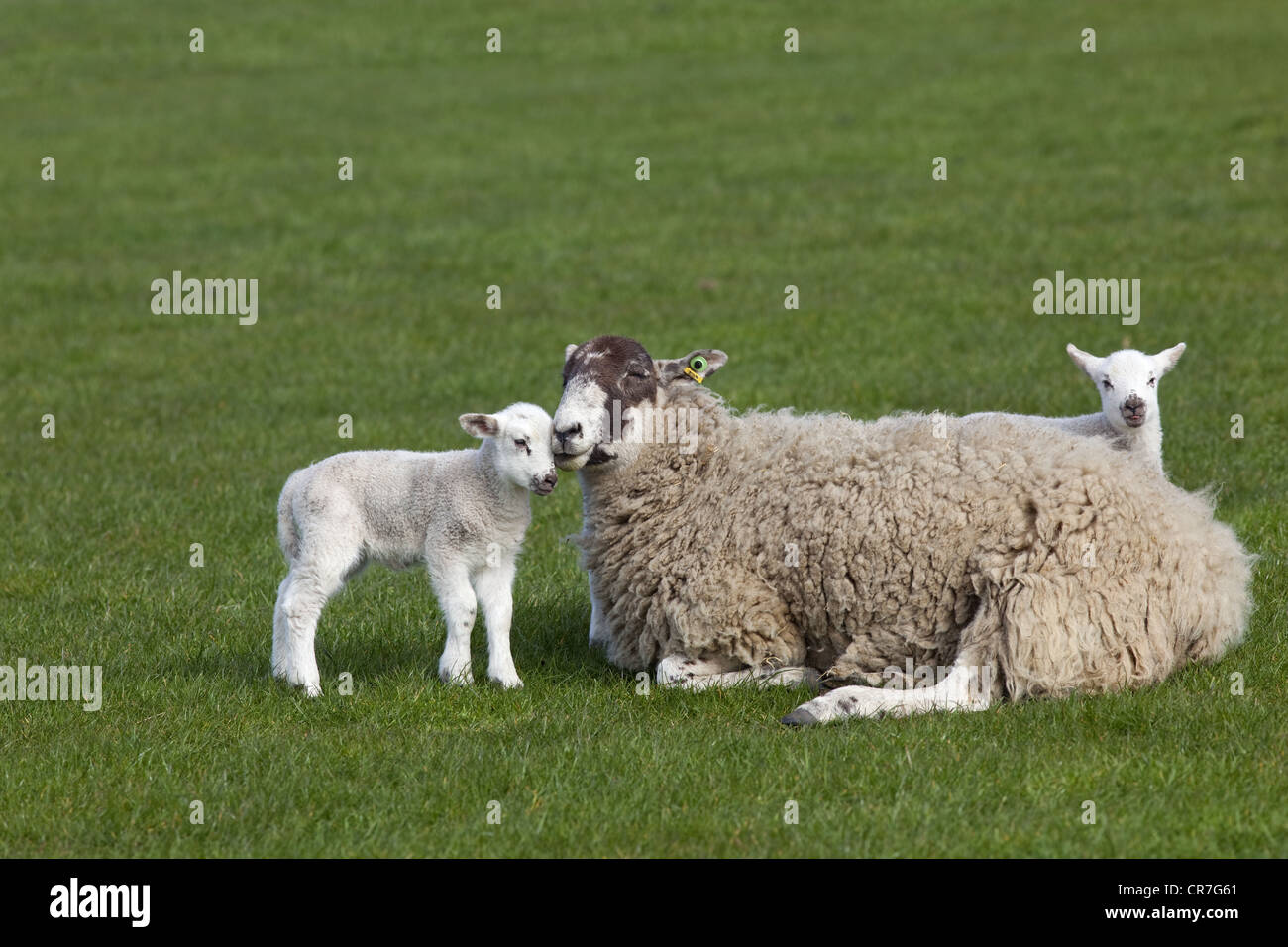 Spring lambs playing with ewe in meadow Stock Photo - Alamy